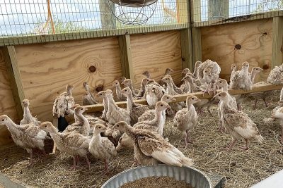 Bourbon Red Turkey - Breed Profile - Backyard Poultry